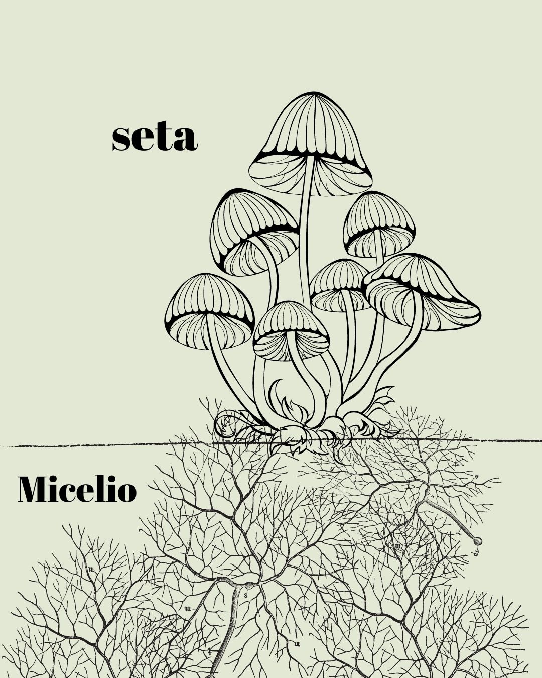 Setas que no pueden faltar en tus platos de otoño - Ire Moray